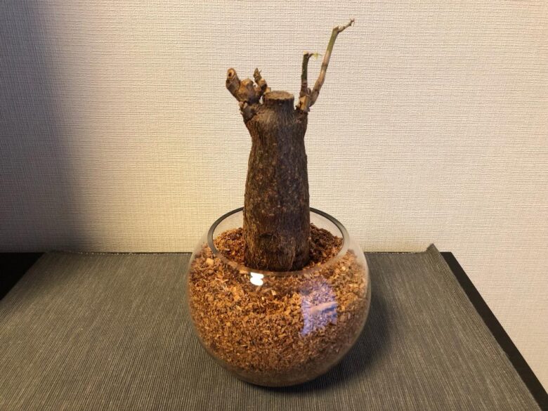 【日々の生活で考えること】新年がおめでたいとは別に思わなかった。 | ぞっぱブログ